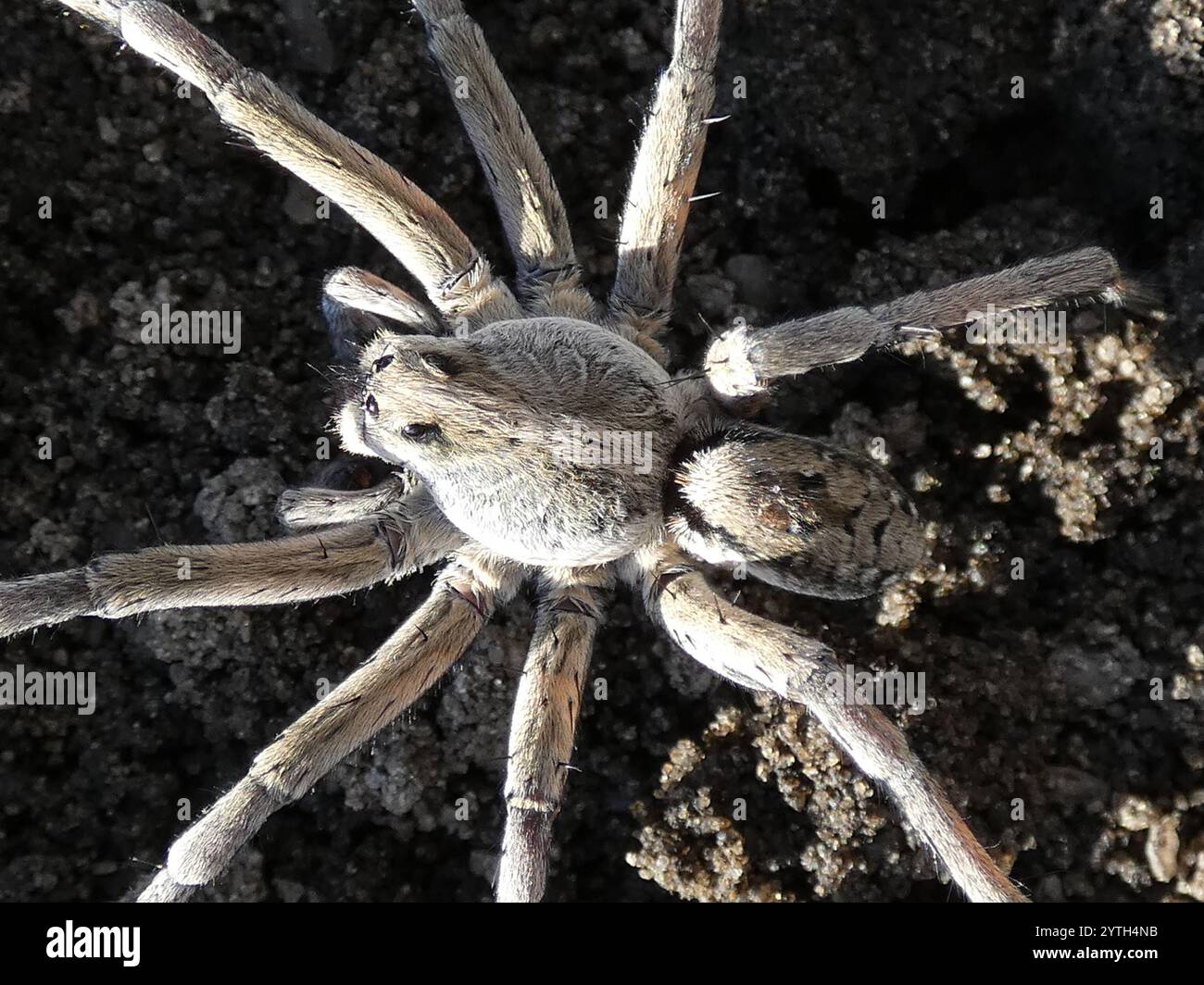 Hogna carolinensis hi-res stock photography and images - Alamy
