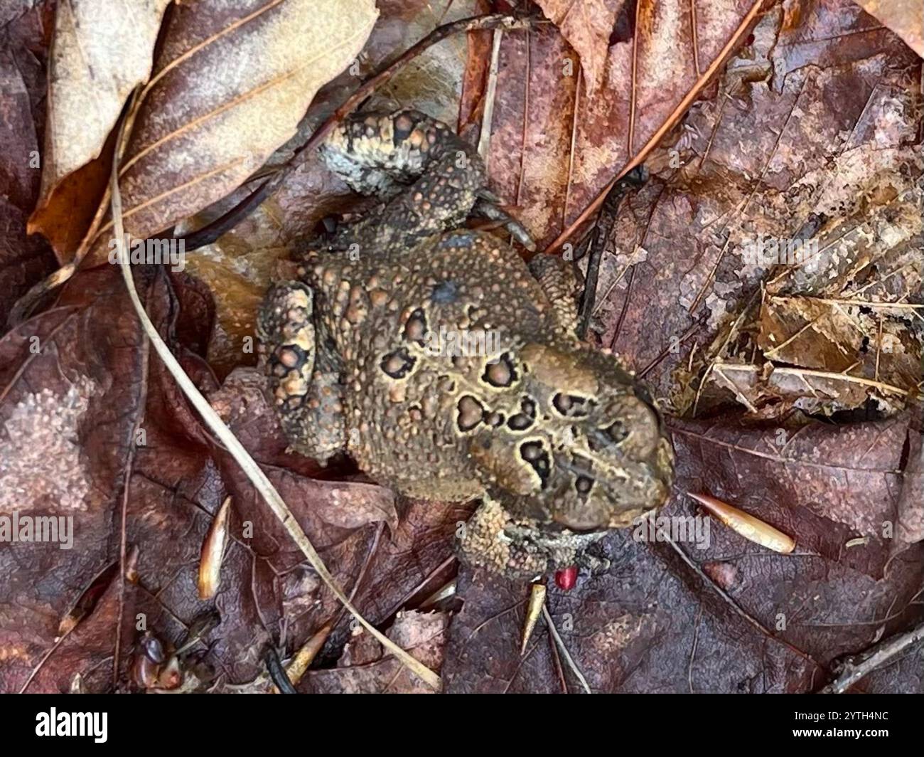 American Toad (Anaxyrus americanus Stock Photo - Alamy