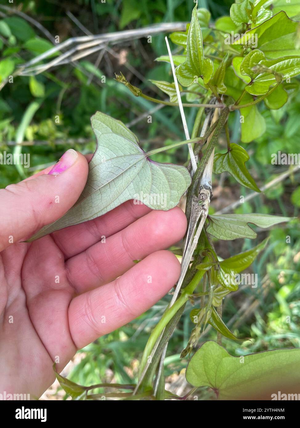 Chinese yam (Dioscorea polystachya Stock Photo - Alamy