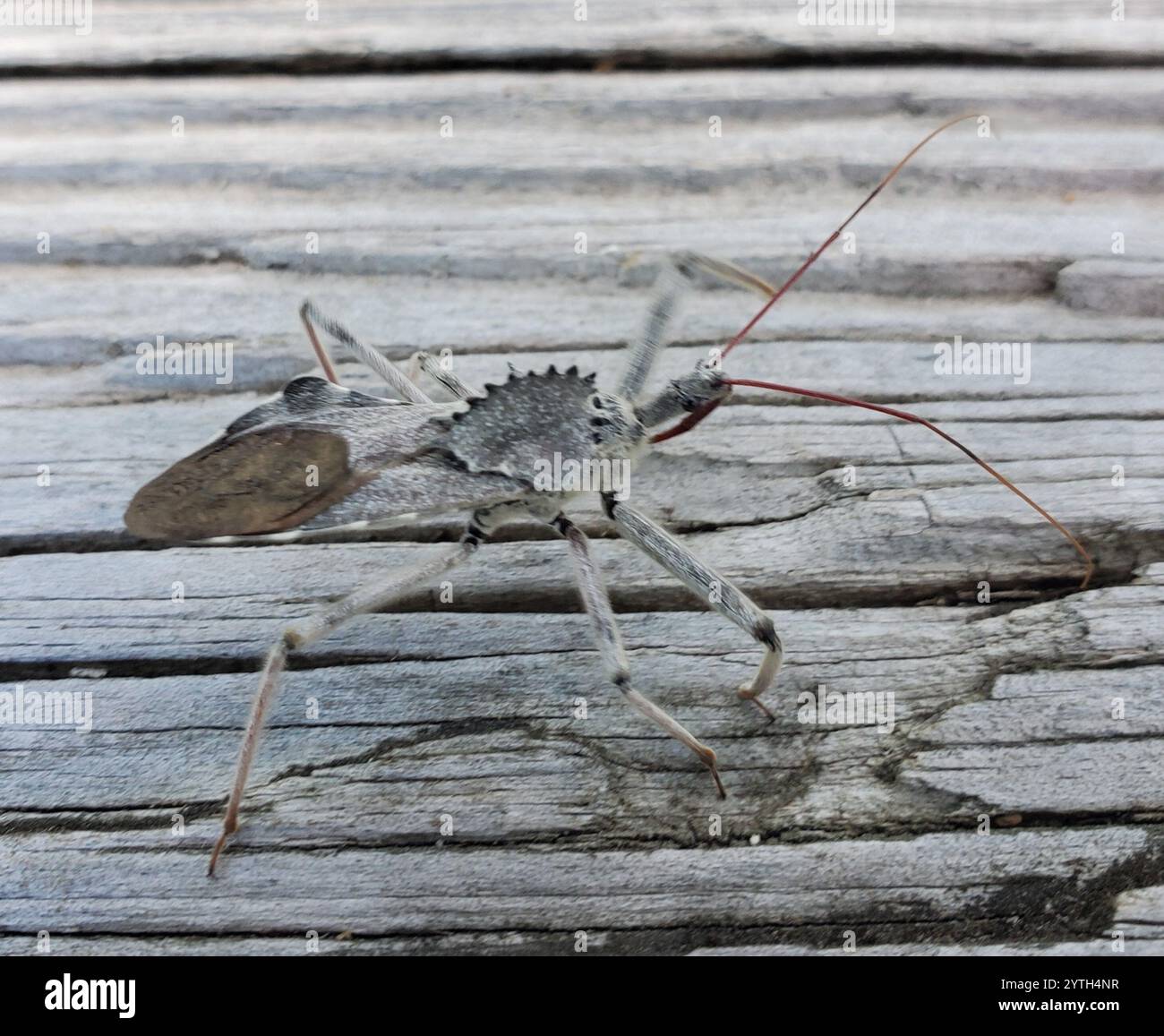 North American Wheel Bug (Arilus cristatus Stock Photo - Alamy