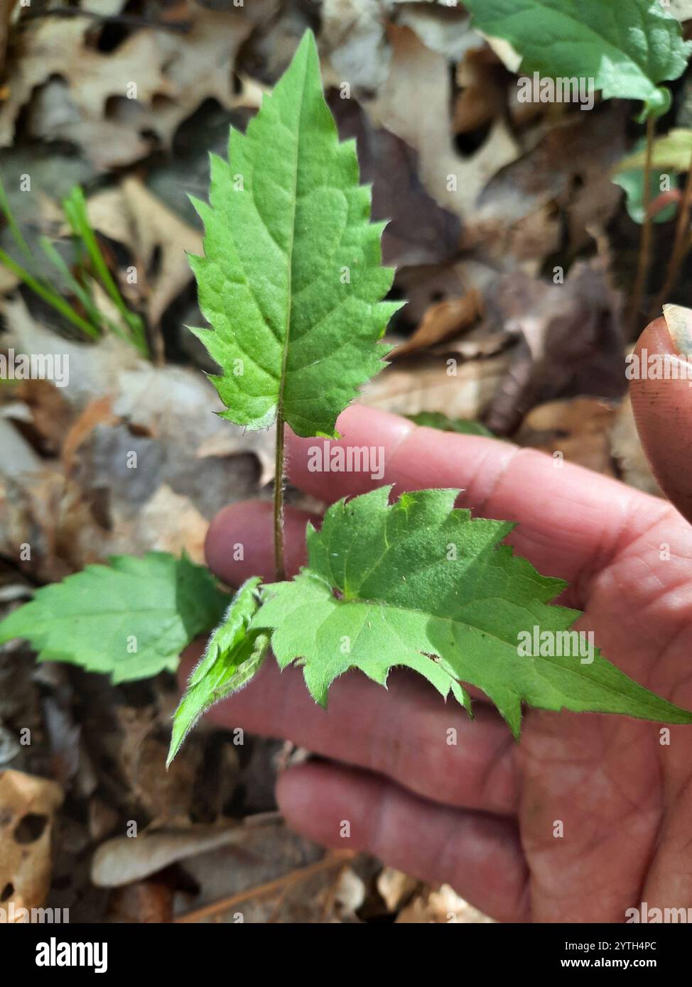 wood asters (Eurybia Stock Photo - Alamy