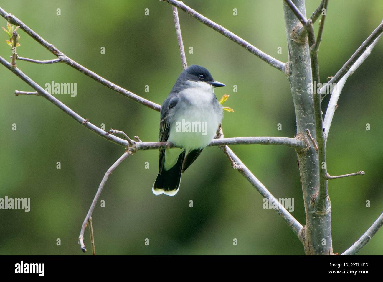 Eastern Kingbird (Tyrannus tyrannus Stock Photo - Alamy