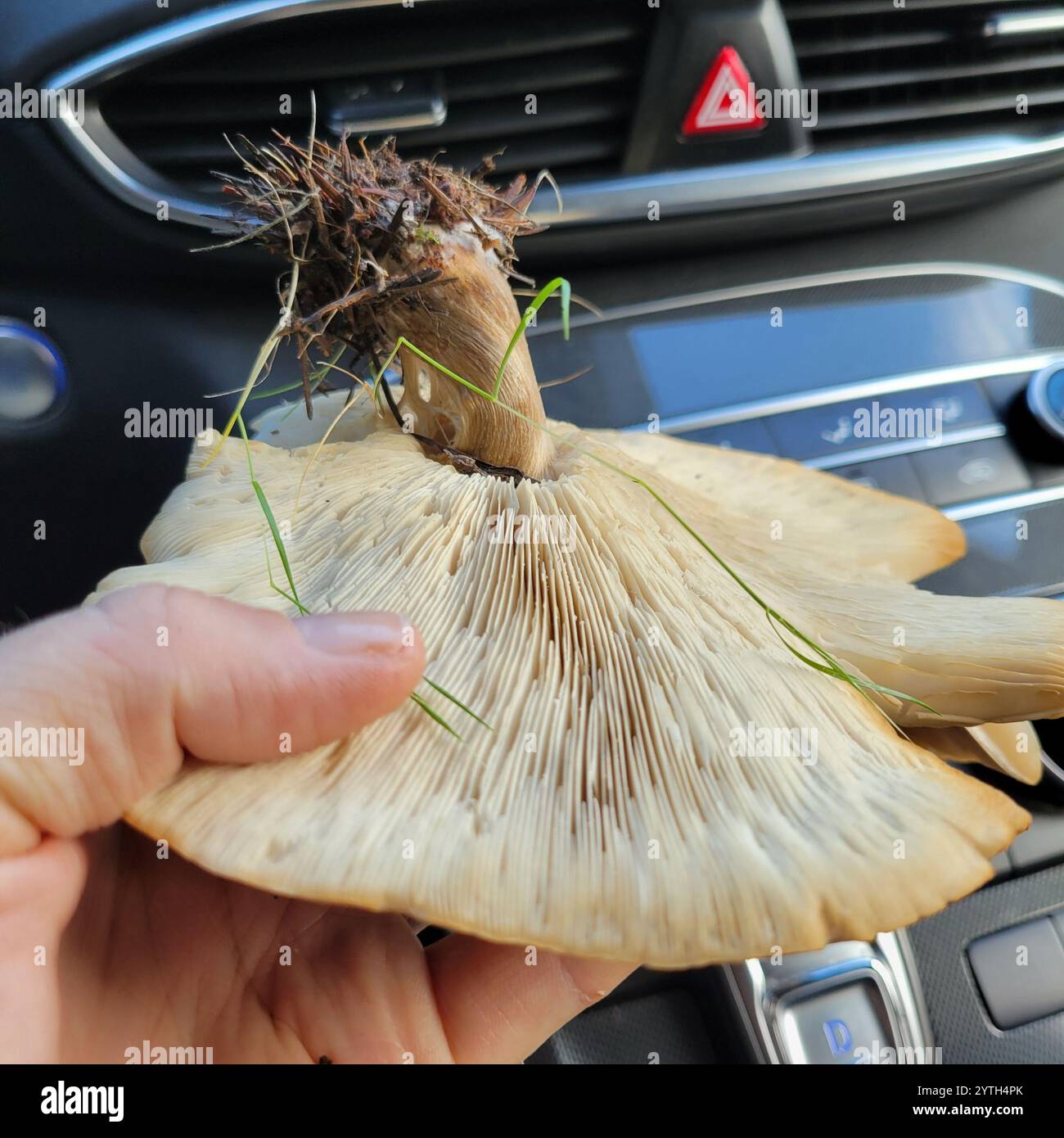 spring cavalier (Melanoleuca cognata Stock Photo - Alamy