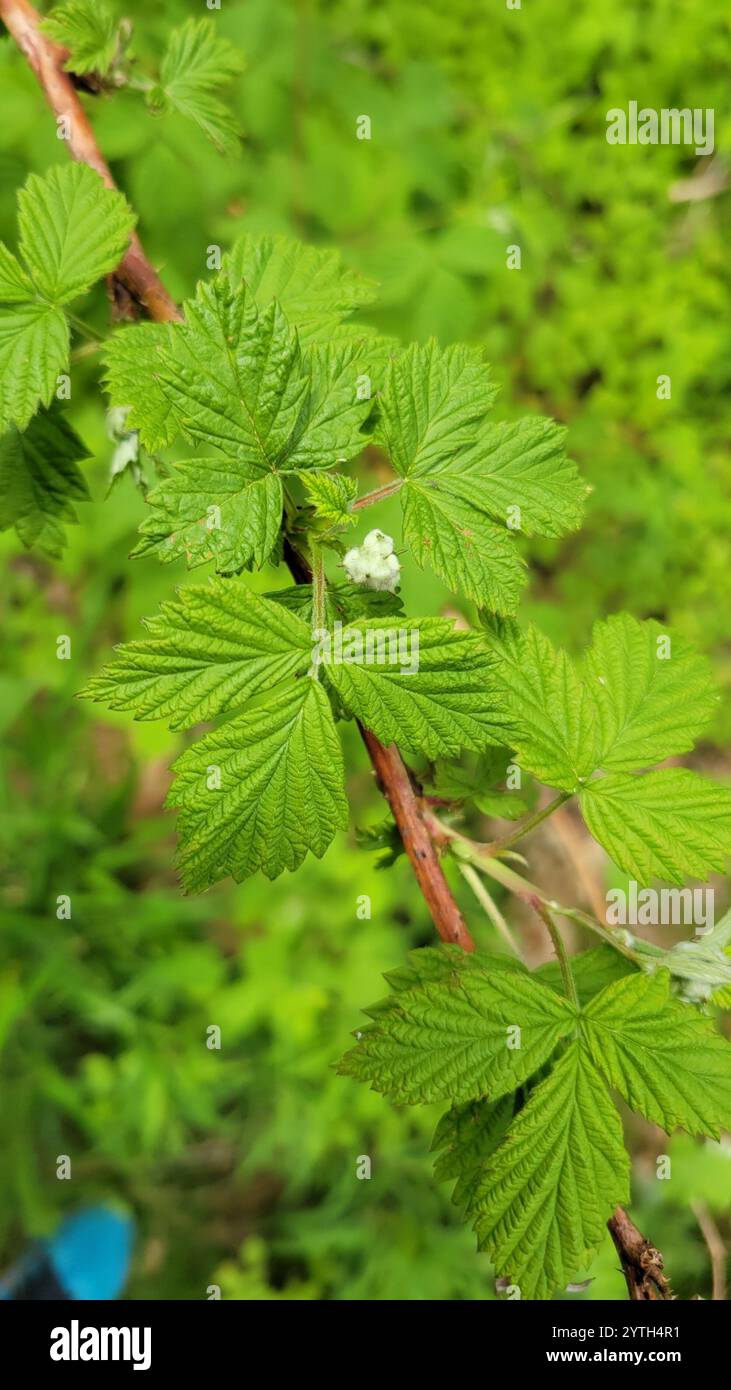 black raspberry (Rubus occidentalis Stock Photo - Alamy