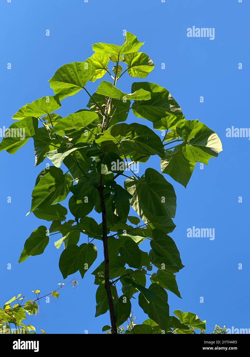 princess tree (Paulownia tomentosa Stock Photo - Alamy