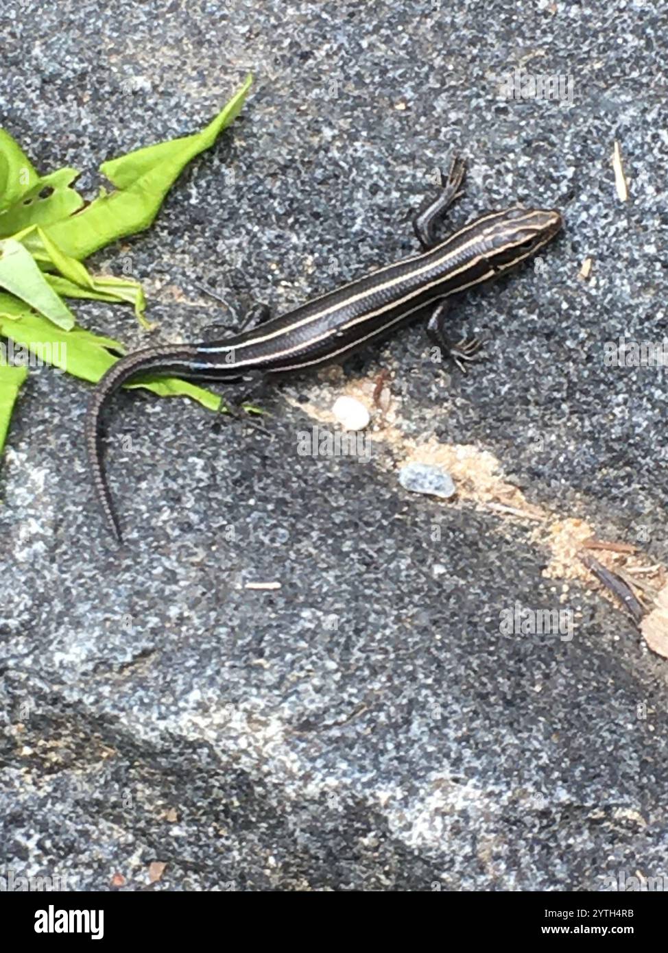 Common Five-lined Skink (Plestiodon fasciatus Stock Photo - Alamy