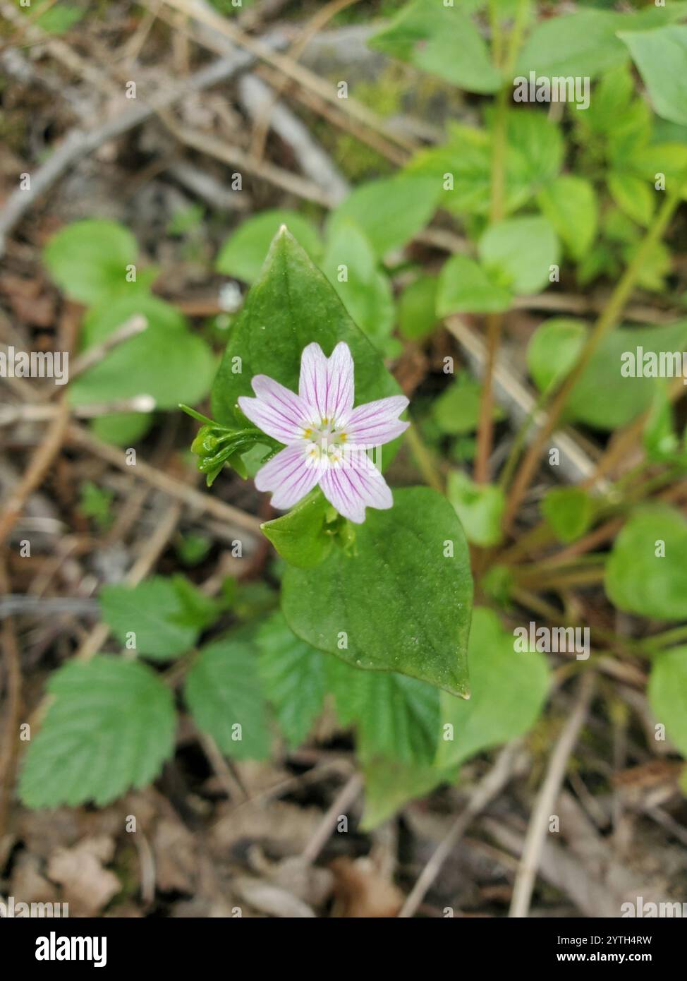 Candy Flower (Claytonia sibirica Stock Photo - Alamy