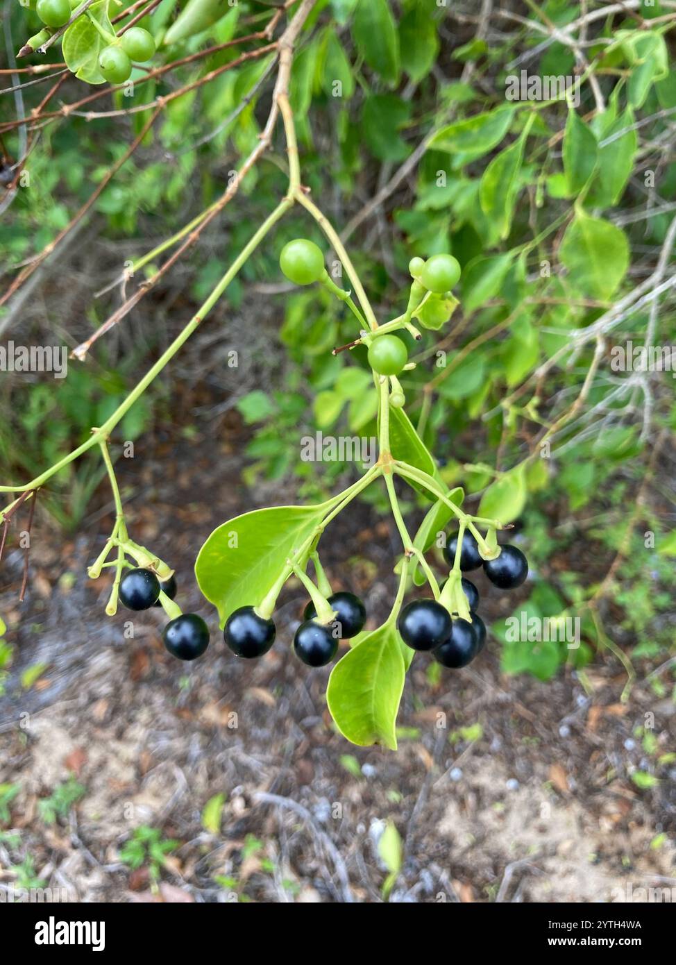 Australian wax jasmine (Jasminum simplicifolium Stock Photo - Alamy