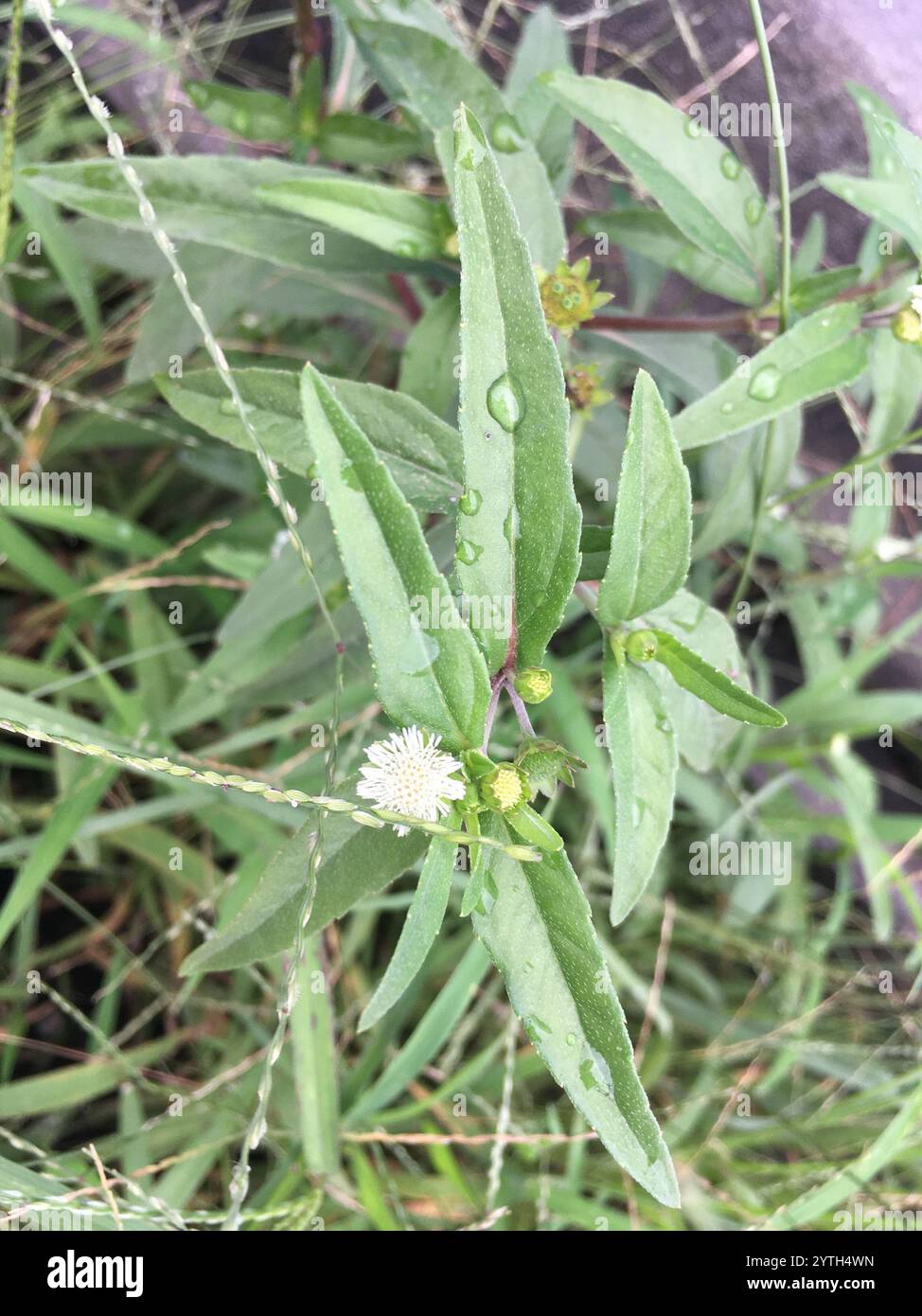 false daisy (Eclipta prostrata Stock Photo - Alamy