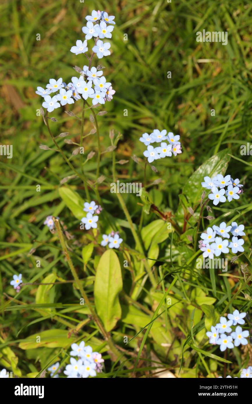 Wood Forget-me-not (Myosotis sylvatica Stock Photo - Alamy
