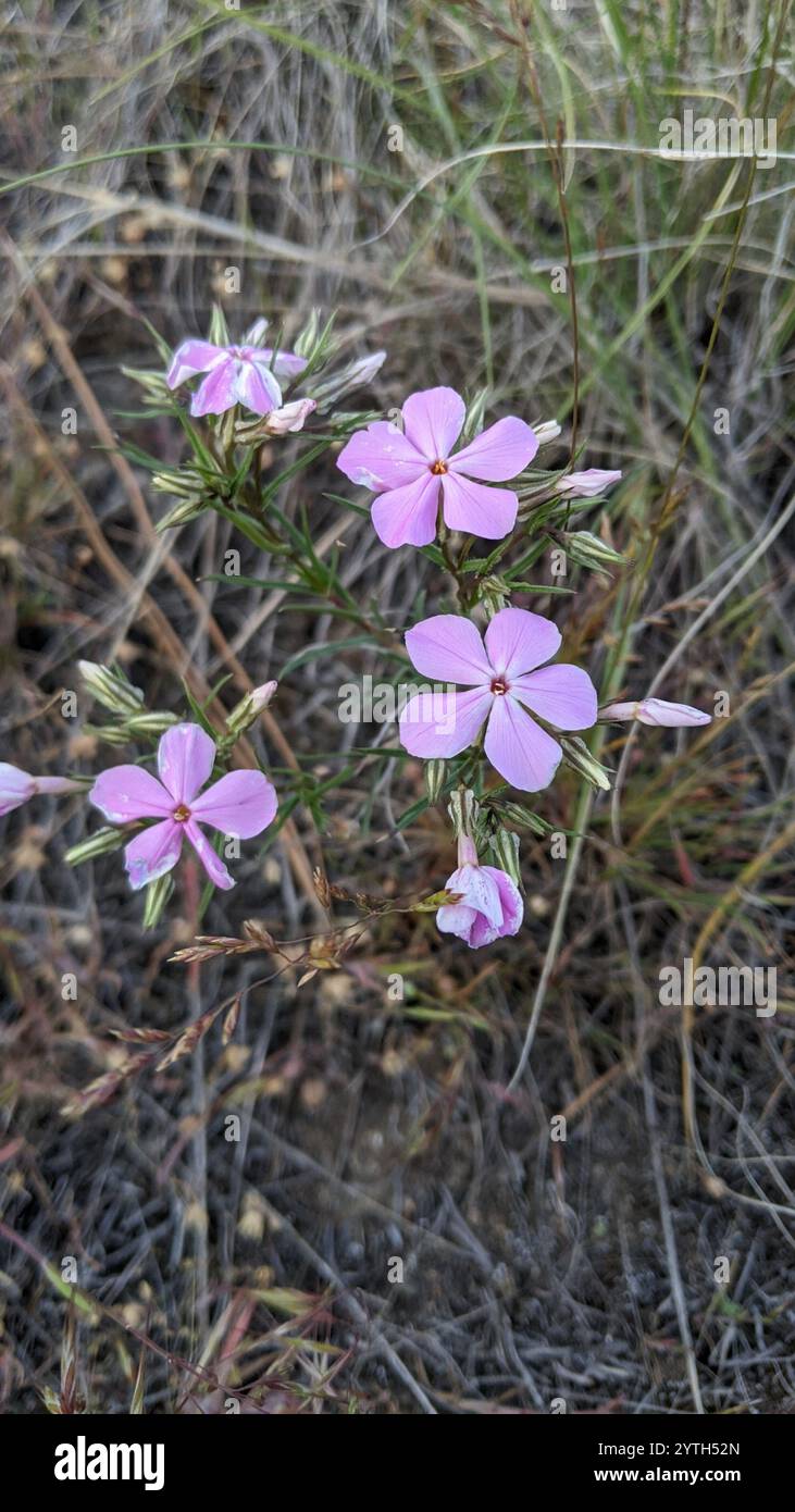 Phlox longifolia hi-res stock photography and images - Alamy