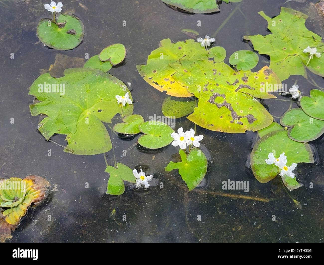 Crested Floating Heart (Nymphoides cristata Stock Photo - Alamy