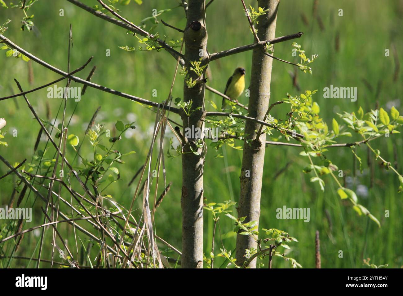Lesser Goldfinch (Spinus psaltria Stock Photo - Alamy