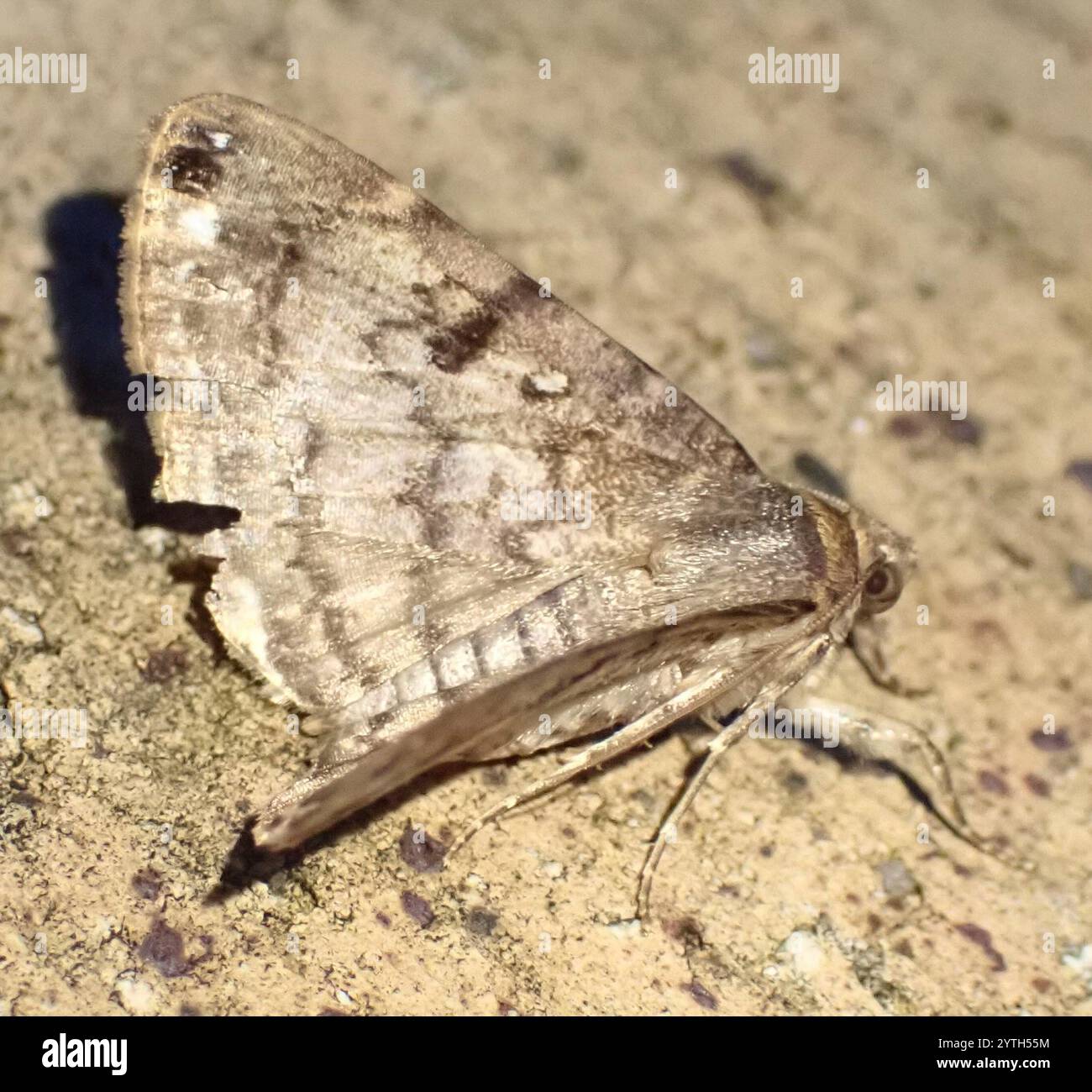 Owlet Moths and Allies (Noctuoidea Stock Photo - Alamy