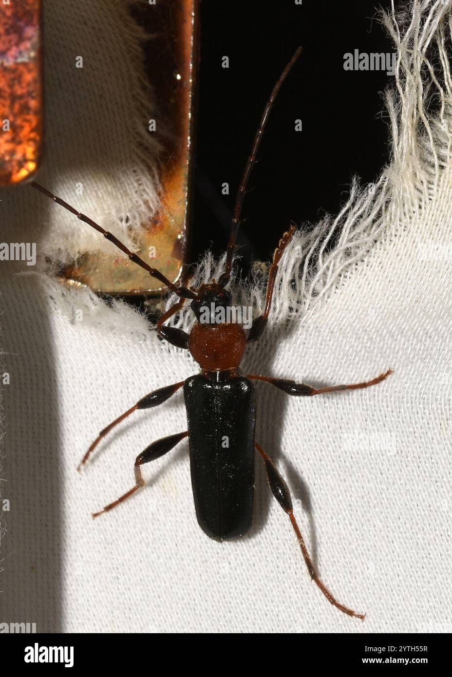 Tanbark Borer (Phymatodes testaceus Stock Photo - Alamy