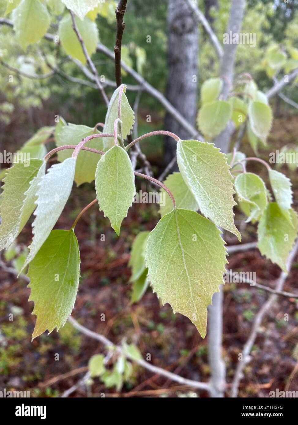 bigtooth aspen (Populus grandidentata Stock Photo - Alamy
