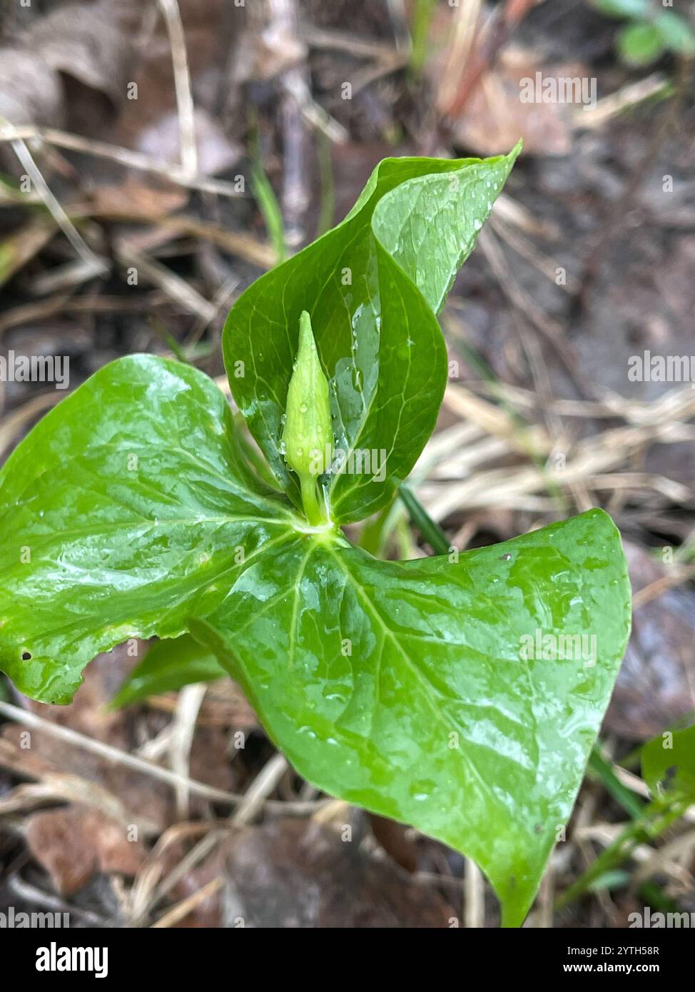 nodding trillium (Trillium cernuum Stock Photo - Alamy