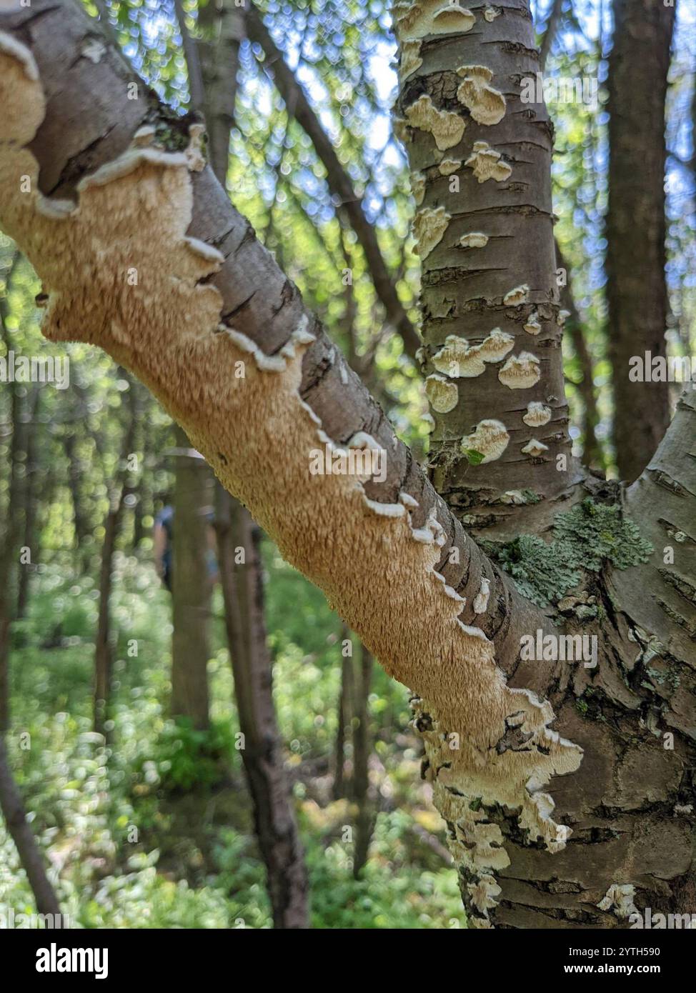 Milk-white Toothed Polypore (Irpex lacteus Stock Photo - Alamy