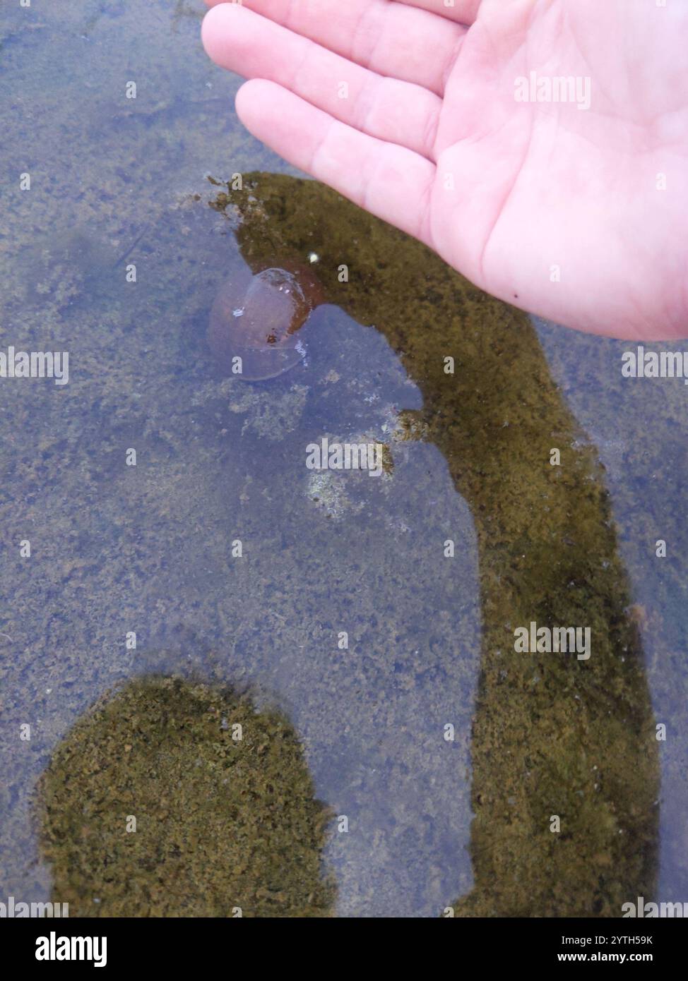 Channeled Apple Snail (Pomacea canaliculata Stock Photo - Alamy