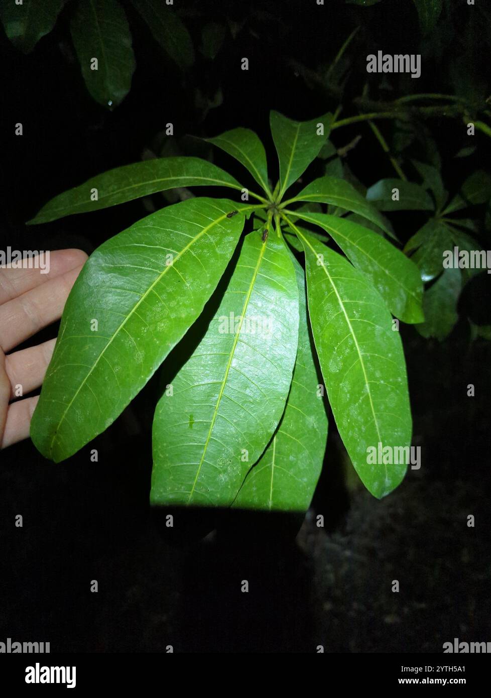 Provision tree pachira aquatica hi-res stock photography and images - Alamy