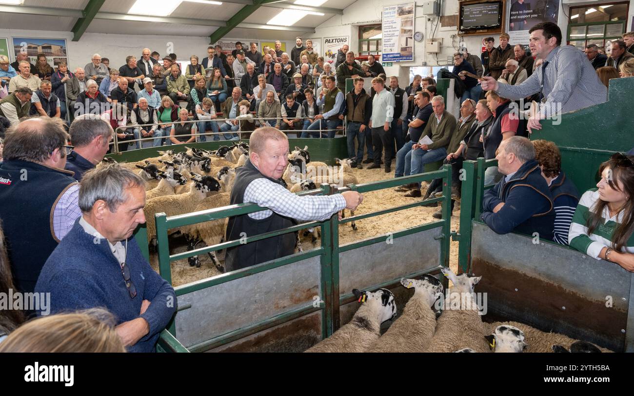 Sale of North of England mule gimmer lambs at Hawes, North Yorkshire ...