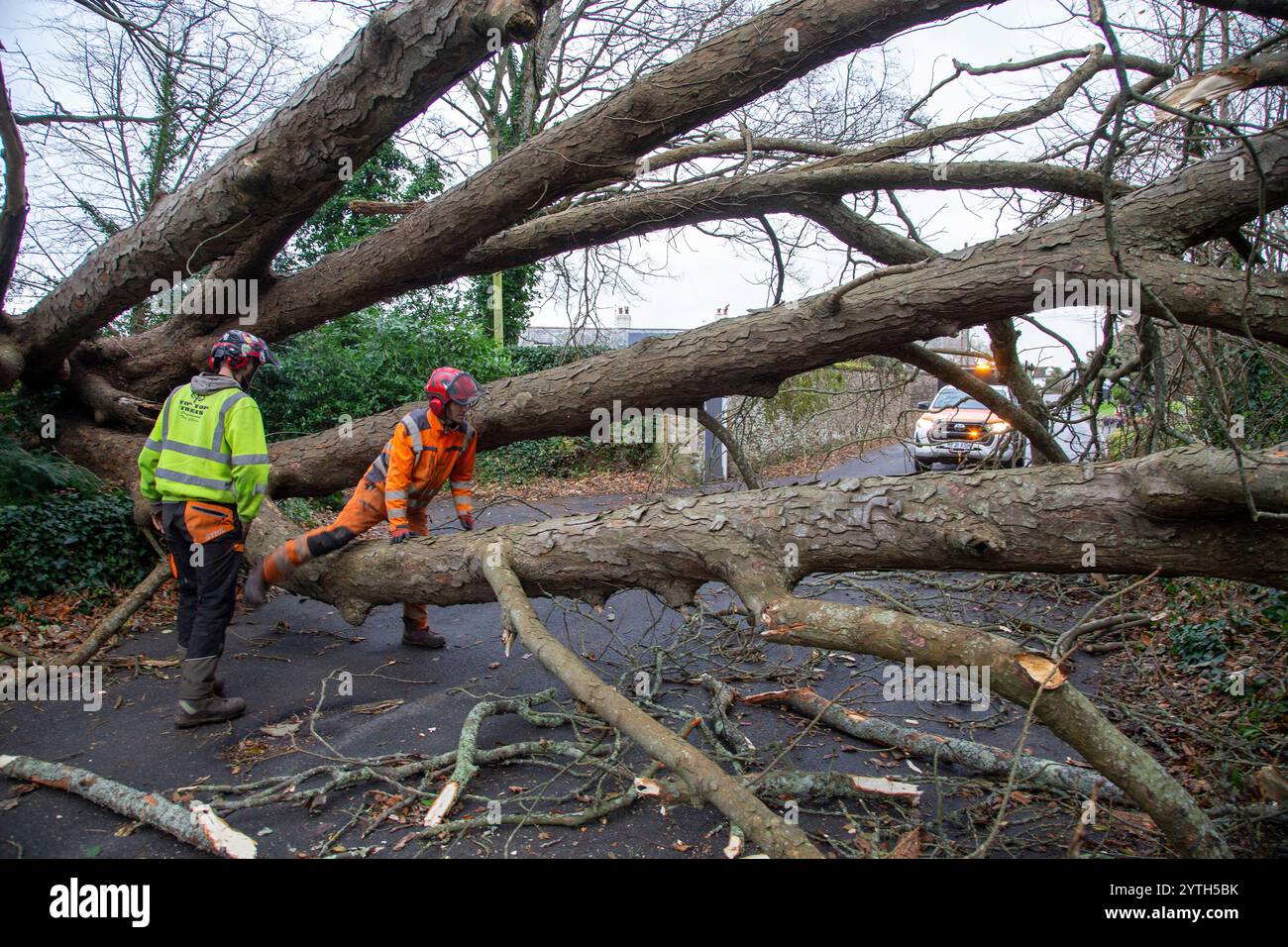 Sidmouth, Devon, 7th Dec 24 Storm Darragh brings down the second tree ...