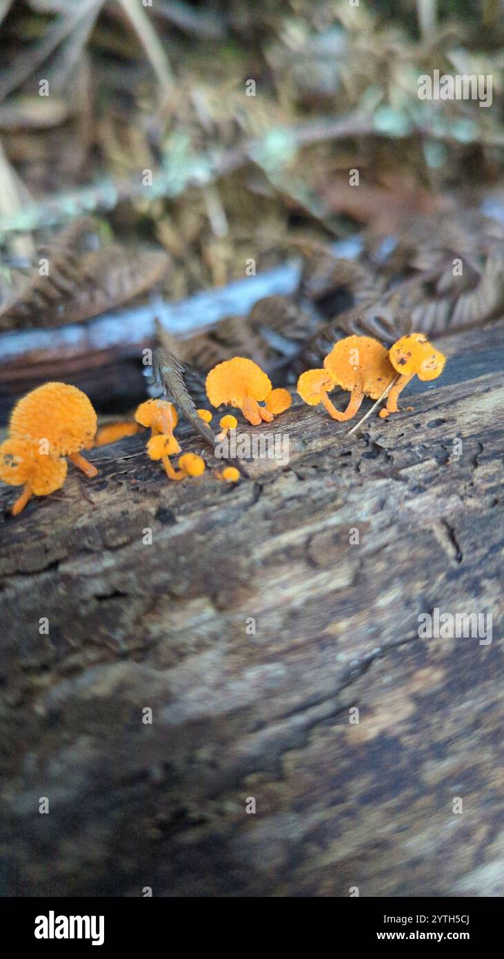 orange pore fungus (Favolaschia claudopus Stock Photo - Alamy