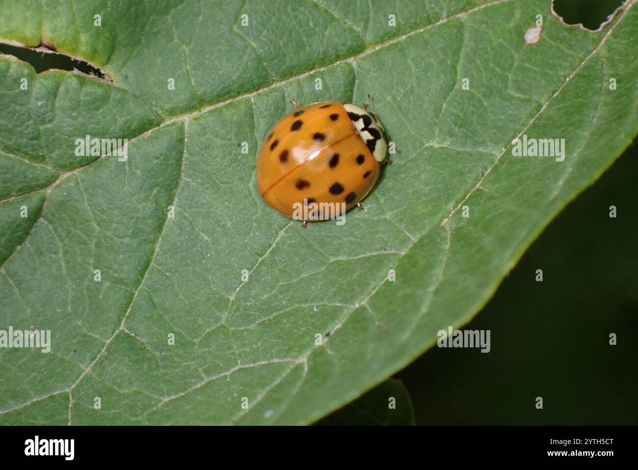 Asian Lady Beetle (Harmonia axyridis Stock Photo - Alamy