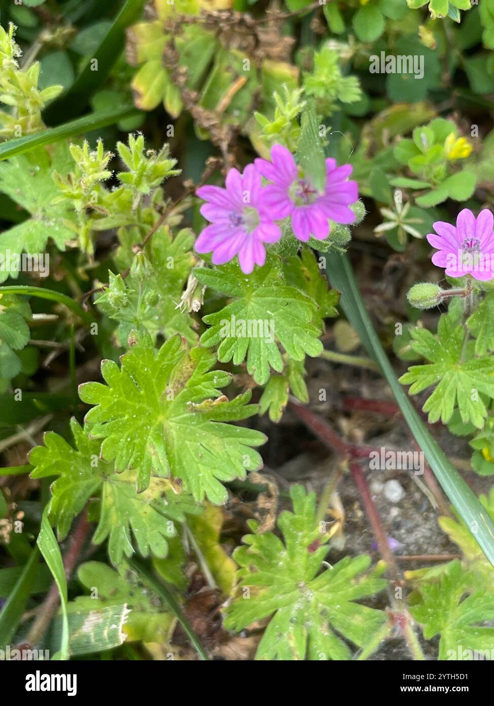Dove's-foot crane's-bill (Geranium molle Stock Photo - Alamy