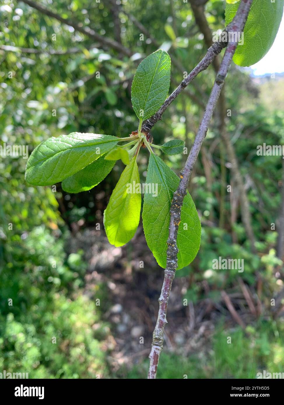 Prunus emarginata hi-res stock photography and images - Alamy