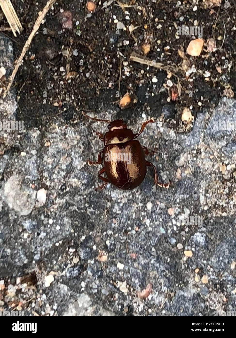 Staphylaea hi-res stock photography and images - Alamy