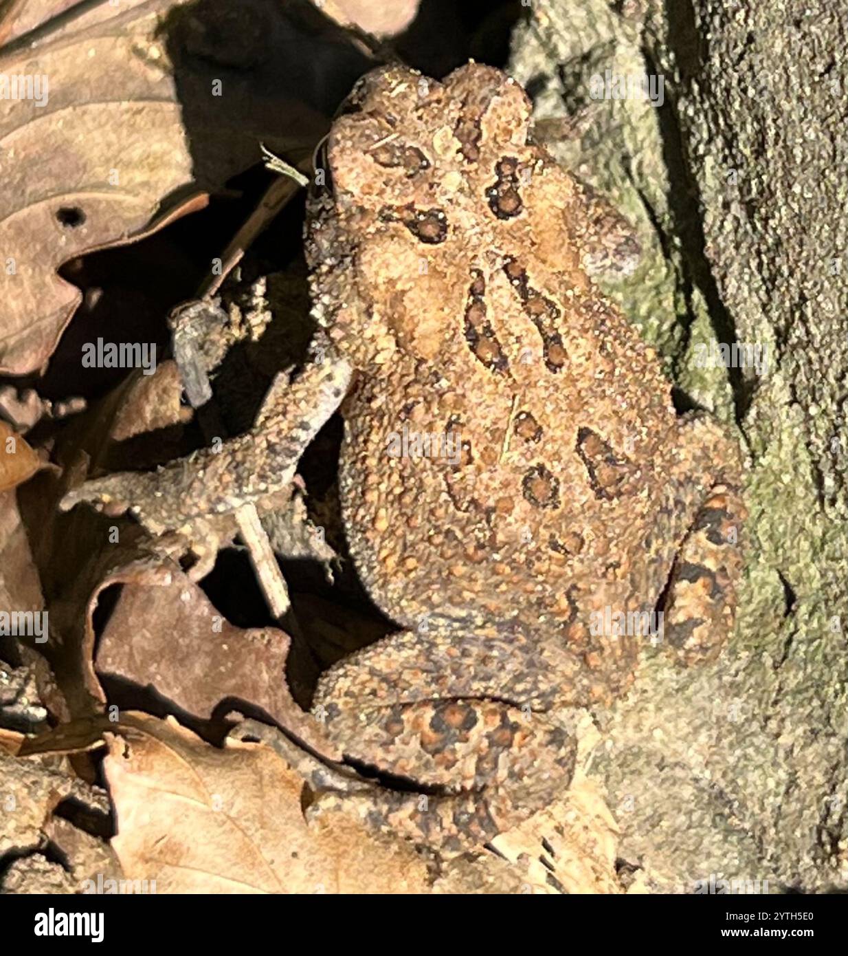 American Toad (Anaxyrus americanus Stock Photo - Alamy