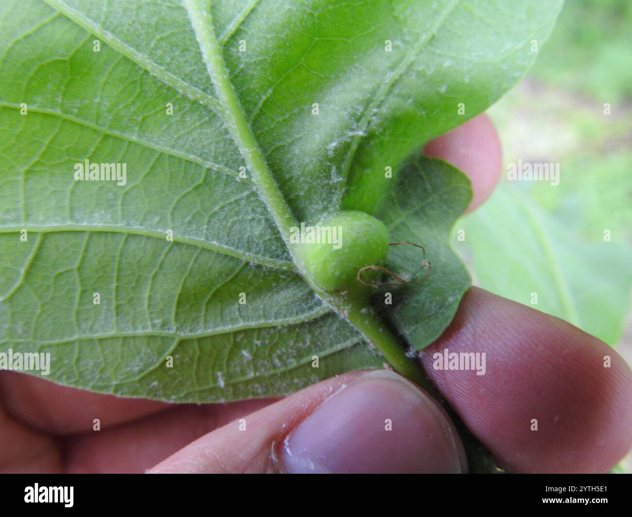 Oak Petiole Gall Wasp (Andricus quercuspetiolicola Stock Photo - Alamy
