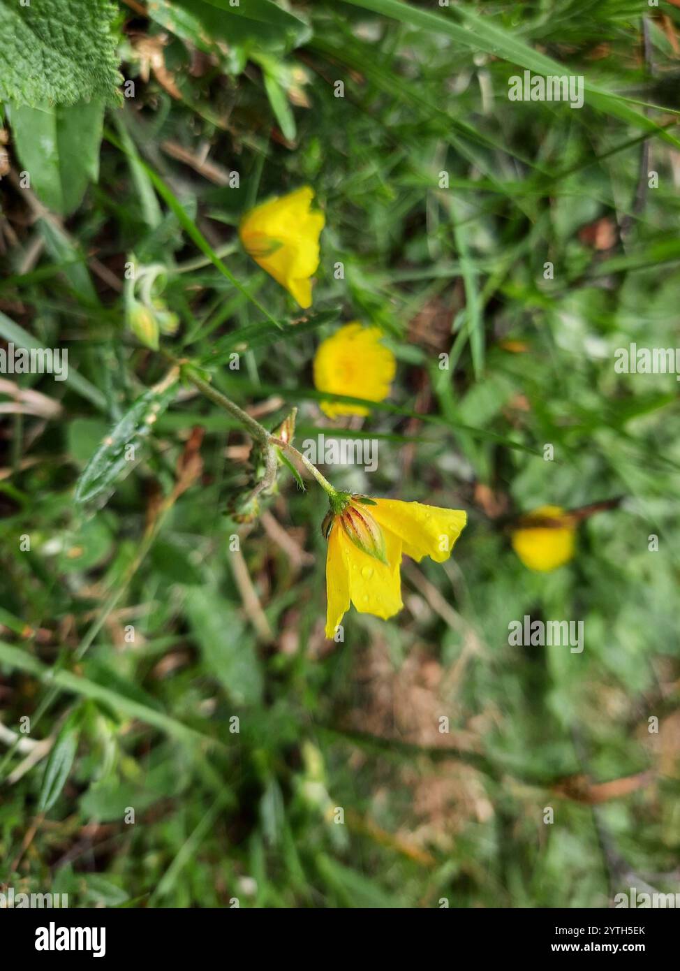 Common Rock-rose (Helianthemum nummularium Stock Photo - Alamy