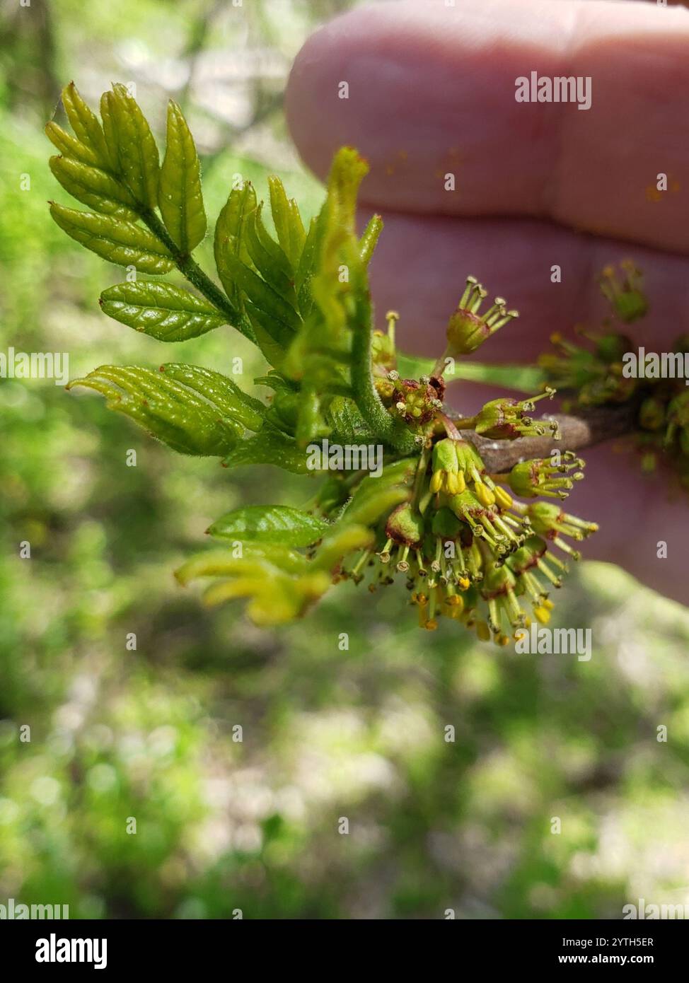 common prickly ash (Zanthoxylum americanum Stock Photo - Alamy