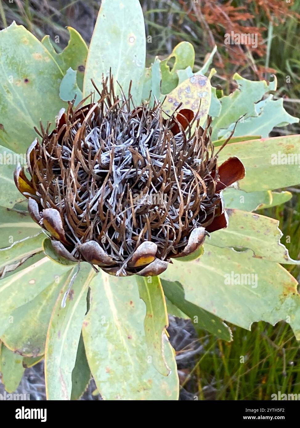 Wagon Tree (Protea nitida Stock Photo - Alamy