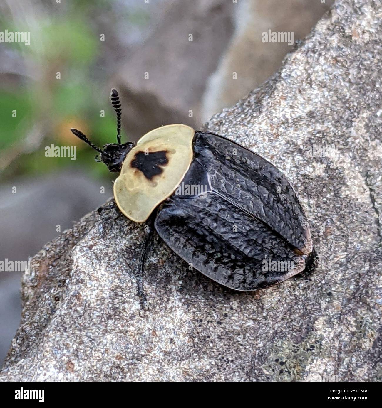 American Carrion Beetle (Necrophila americana Stock Photo - Alamy