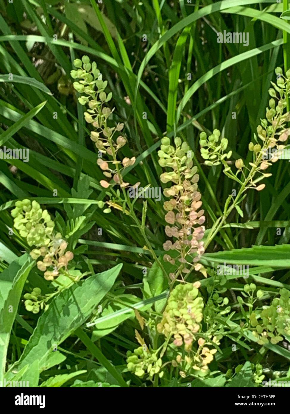 Virginia pepperweed (Lepidium virginicum Stock Photo - Alamy