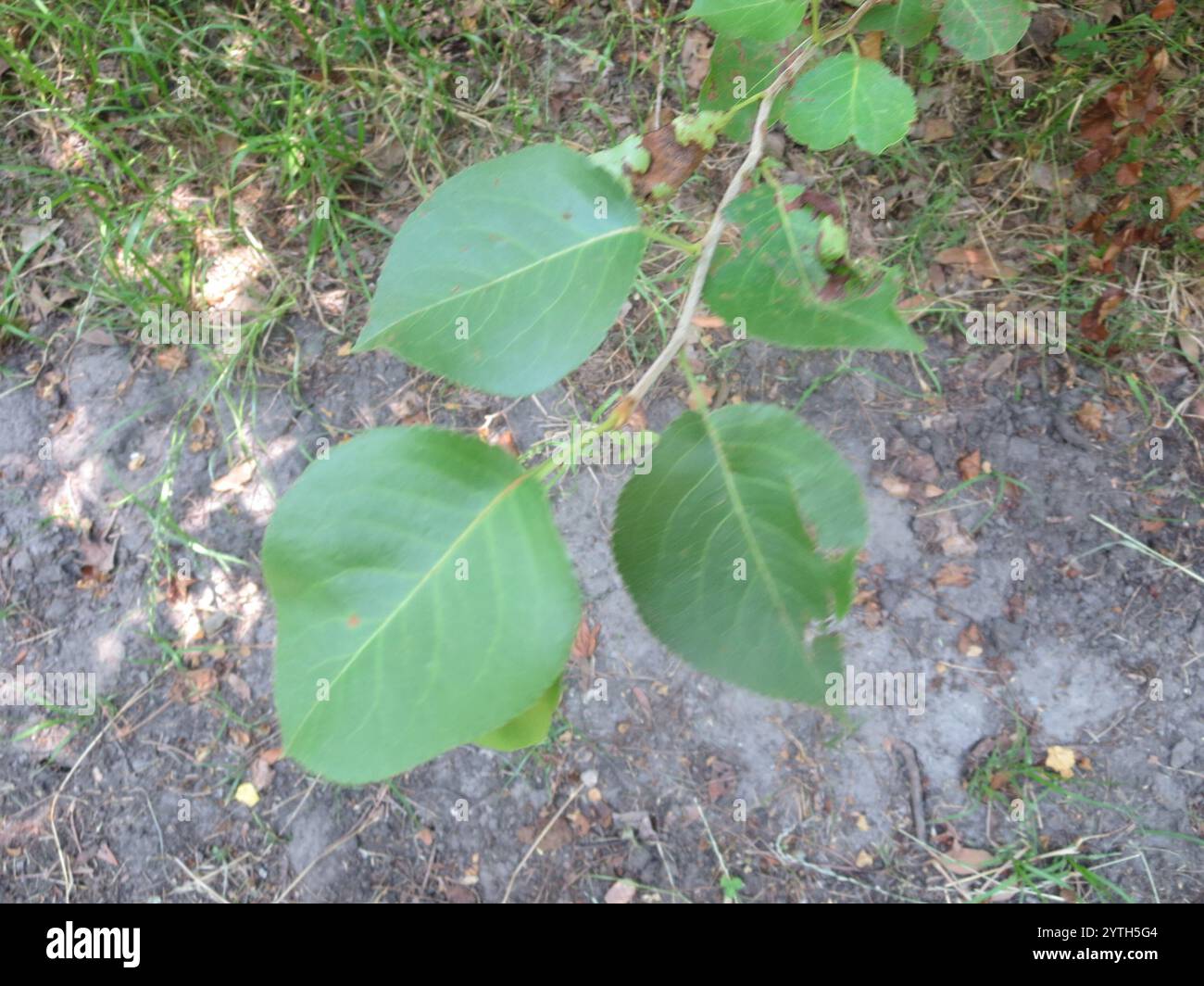 Callery pear (Pyrus calleryana Stock Photo - Alamy