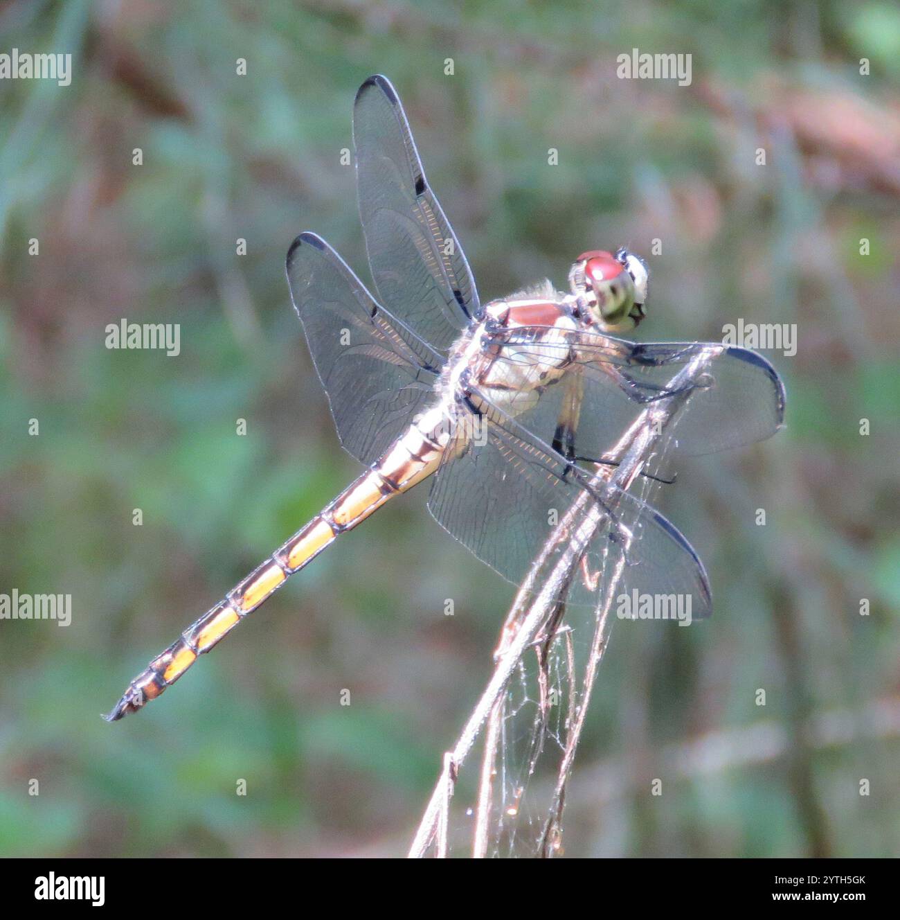Great Blue Skimmer (Libellula vibrans Stock Photo - Alamy
