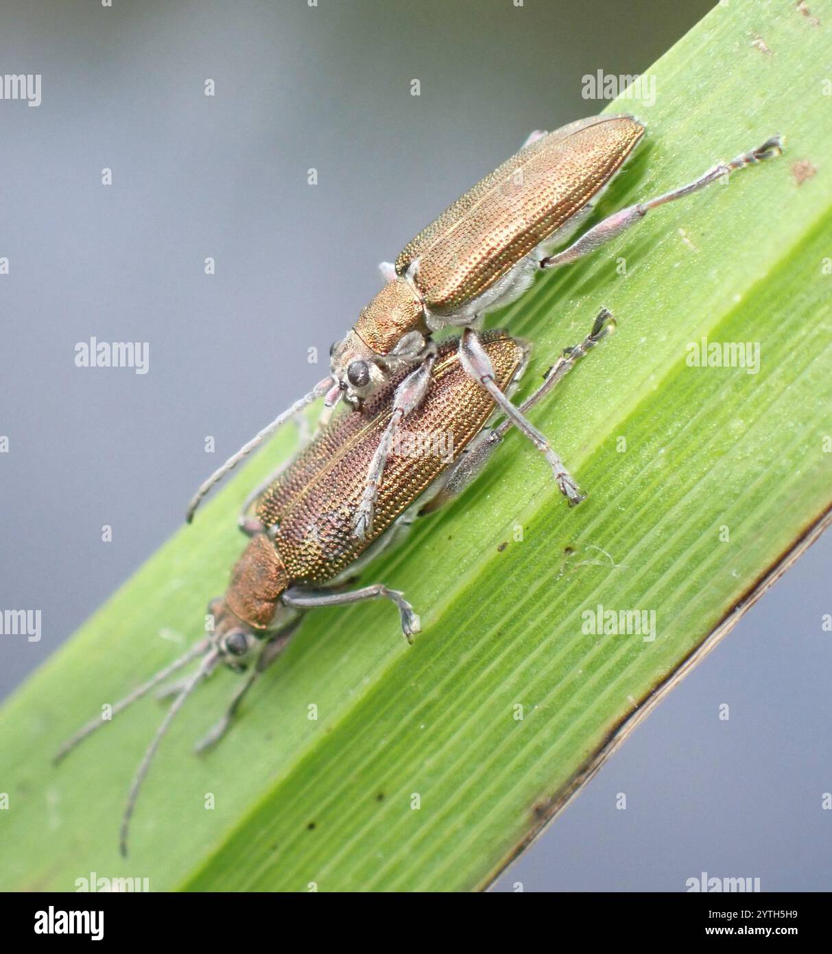 Donacia vulgaris hi-res stock photography and images - Alamy