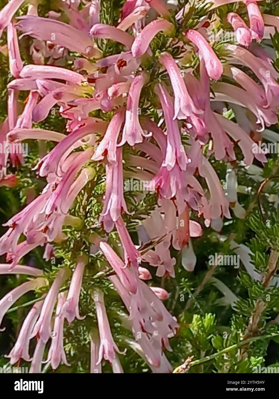 Water Heath (Erica curviflora Stock Photo - Alamy