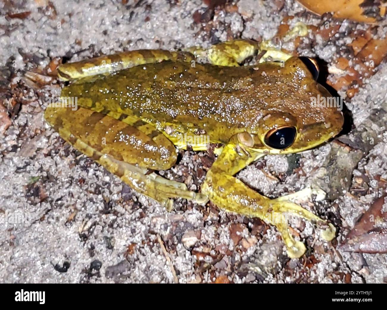 Cuban Tree Frog (Osteopilus septentrionalis Stock Photo - Alamy