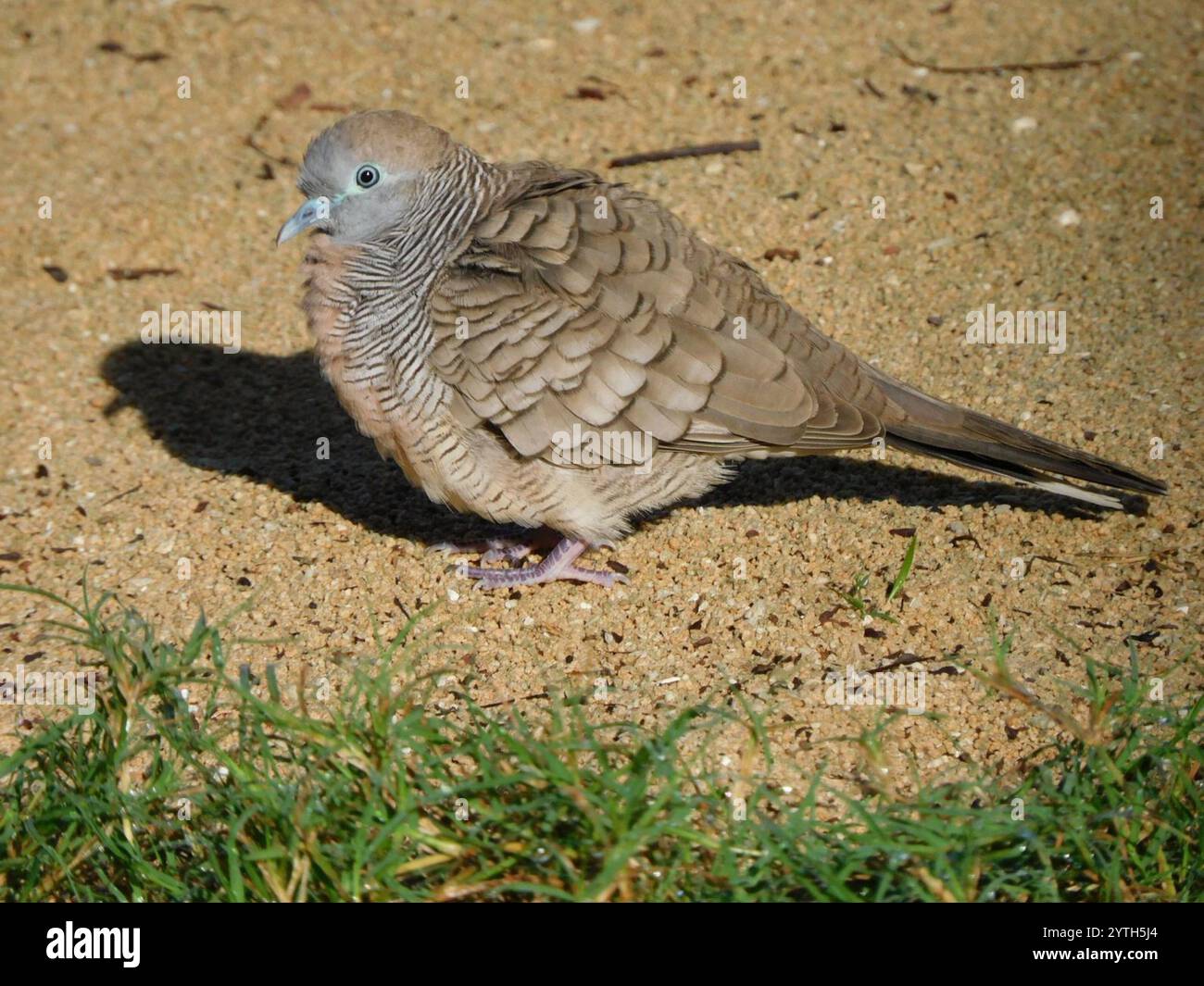 Zebra Dove (Geopelia striata Stock Photo - Alamy