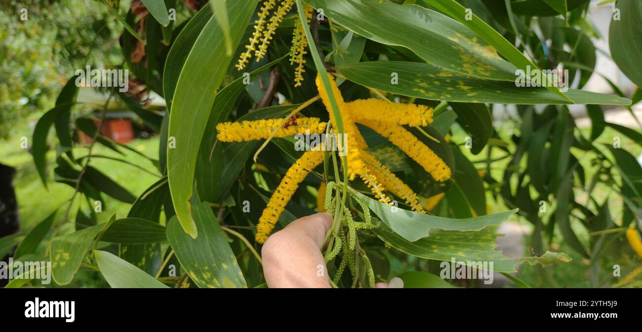 Earpod Wattle (Acacia auriculiformis Stock Photo - Alamy