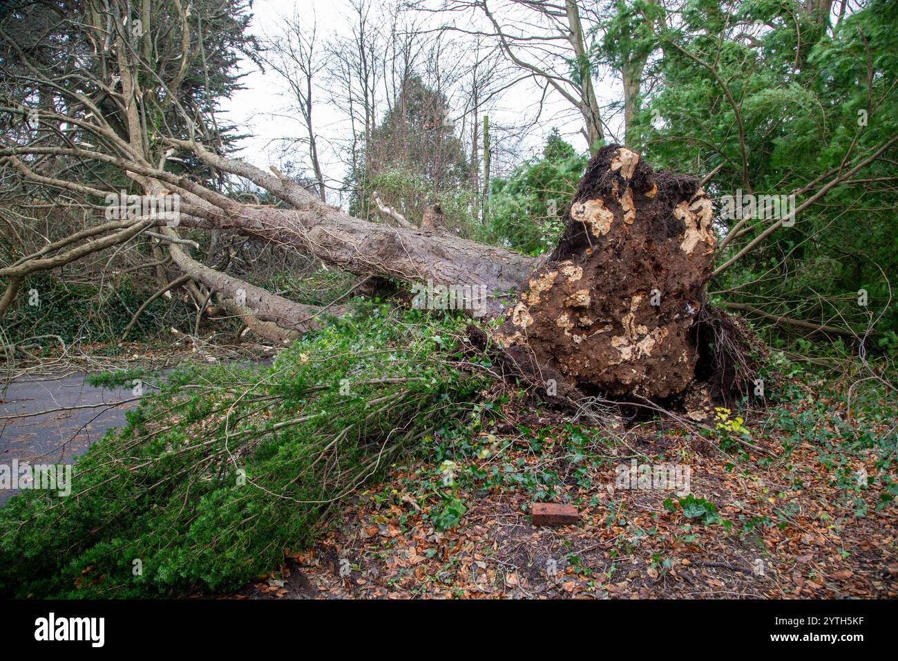 Sidmouth, Devon, 7th Dec 24 Storm Darragh brings down the second tree ...