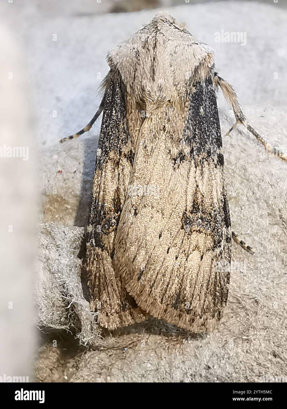 Shuttle-shaped Dart (Agrotis puta Stock Photo - Alamy