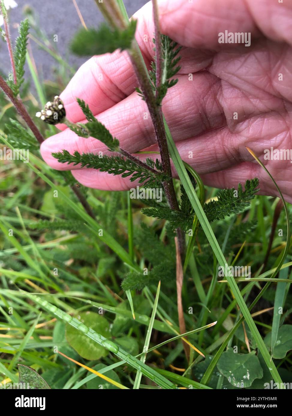 common yarrow (Achillea millefolium Stock Photo - Alamy