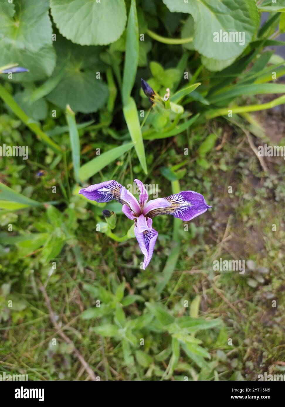 northern blue flag (Iris versicolor Stock Photo - Alamy