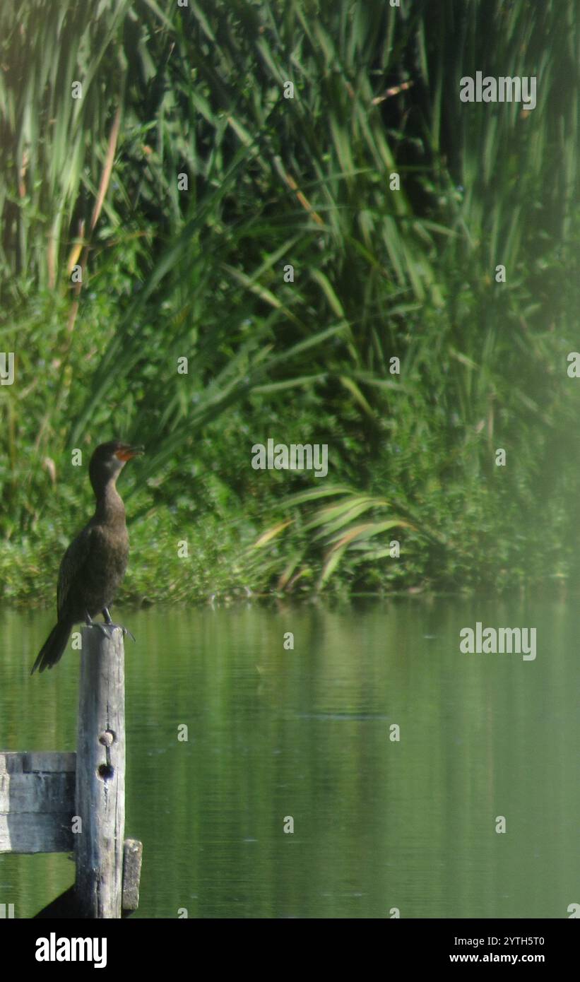 African Reed Cormorant (Microcarbo africanus africanus Stock Photo - Alamy